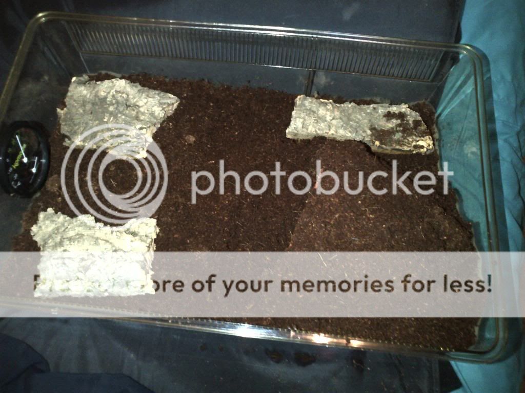 Emperor scorpion heat mat | Reptile Forums